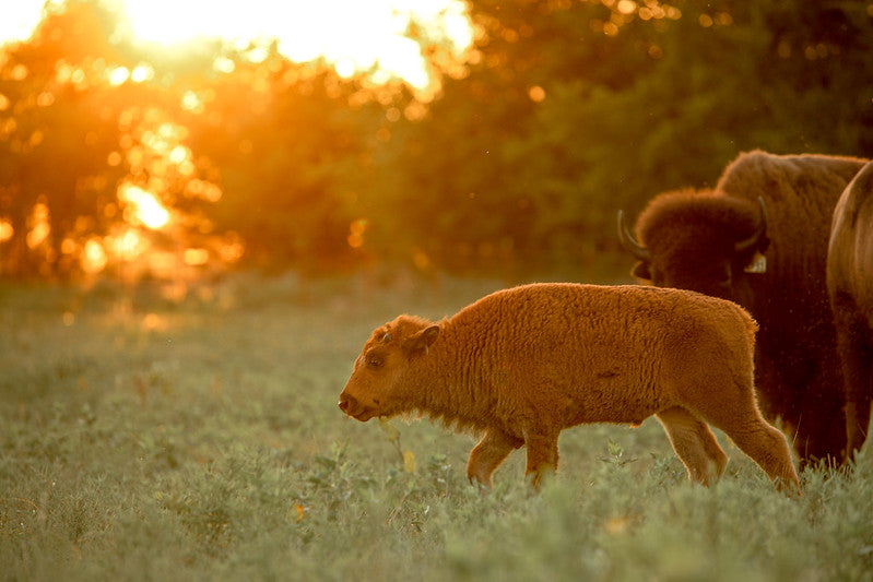 Bison Breeding Program – Cross Timbers Bison