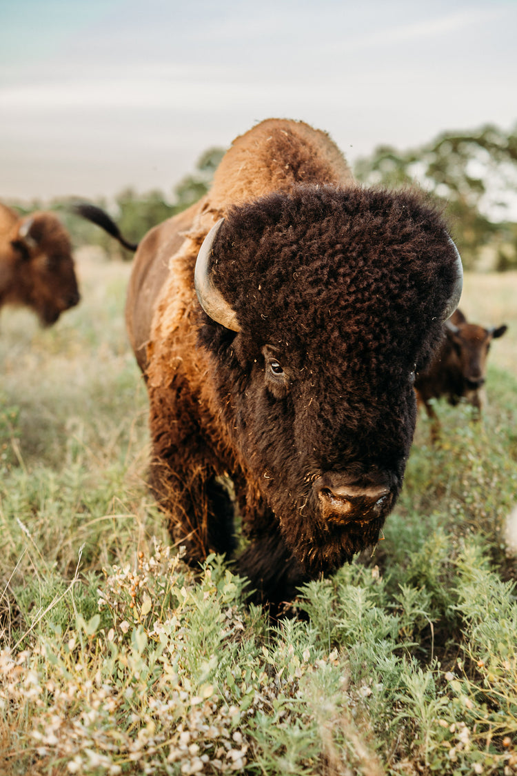 Bison Breeding Program – Cross Timbers Bison