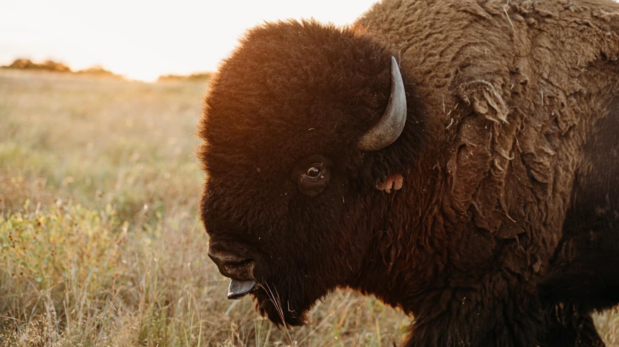 Cross Timbers Bison
